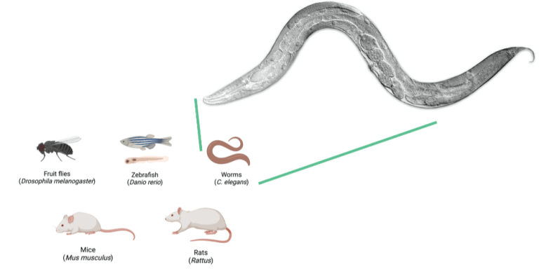 C. elegans as a Model for Rapid, Cost-Effective Toxicology Assessments ...