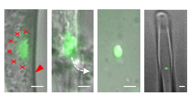vivoVerse cofounders publish single-cell isolation method using ...